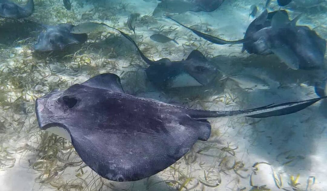 Caye Caulker Cruise Excursion - My Shark Ray Alley Review - Forever Karen
