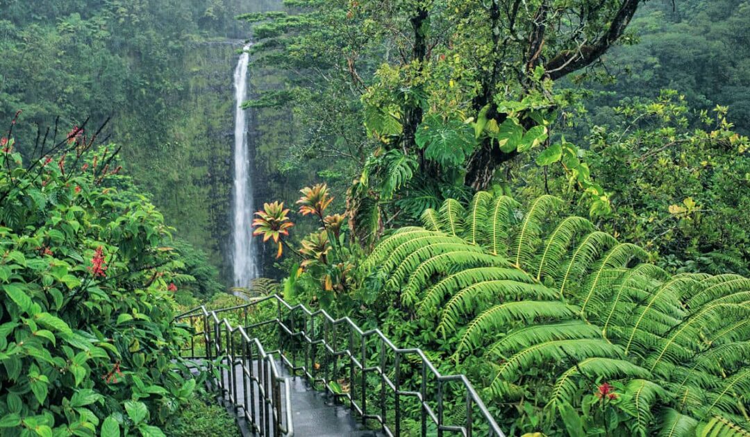 Exploring Akaka Falls Hike On The Big Island - Forever Karen