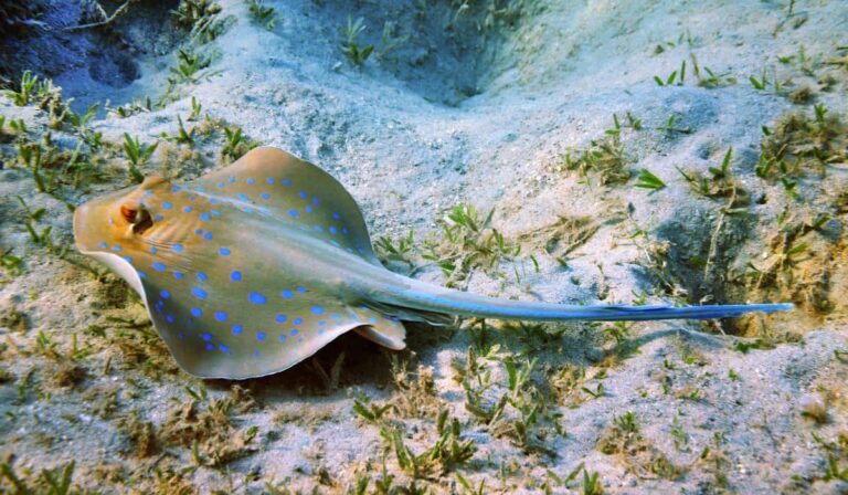 16 Epic Places To Swim With Stingrays Or Manta Rays - Forever Karen
