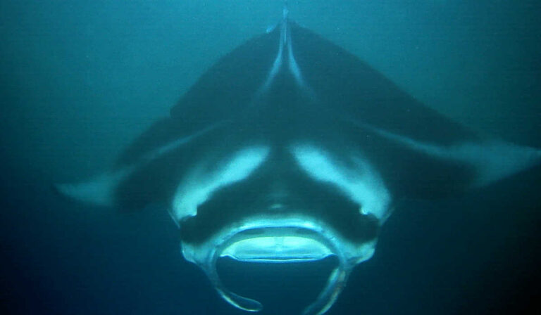 16 Epic Places To Swim With Stingrays Or Manta Rays - Forever Karen