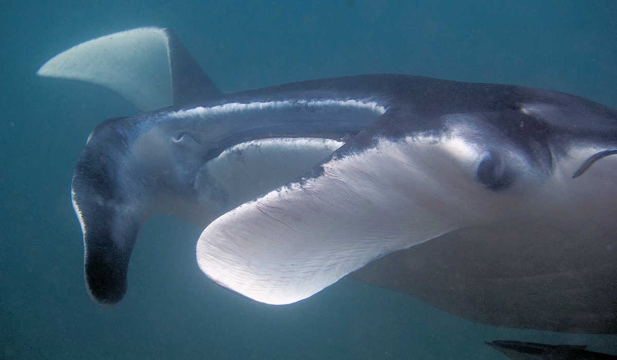 16 Epic Places To Swim With Stingrays Or Manta Rays - Forever Karen