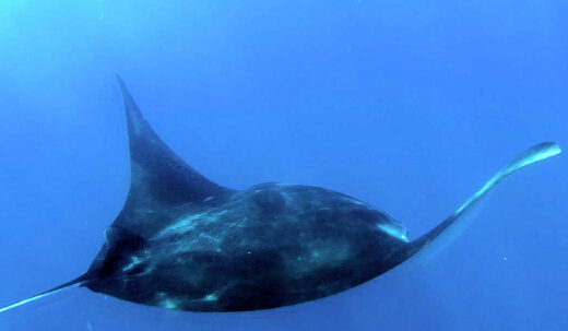 16 Epic Places To Swim With Stingrays Or Manta Rays - Forever Karen