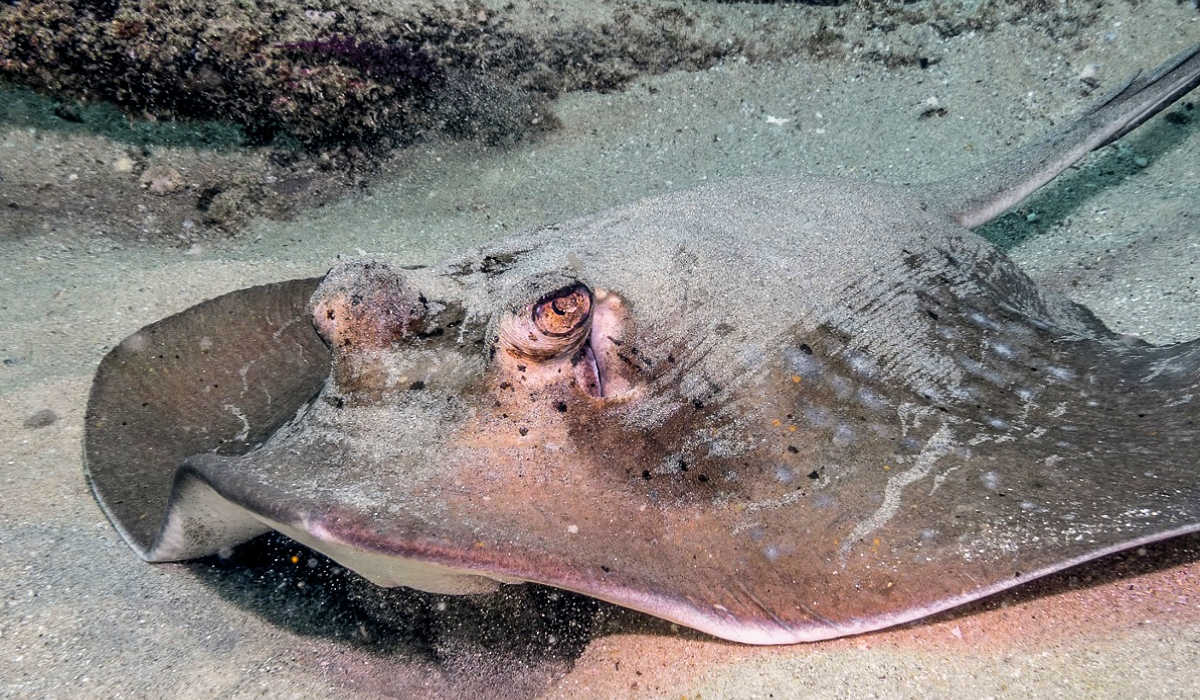 16 Epic Places To Swim With Stingrays Or Manta Rays - Forever Karen