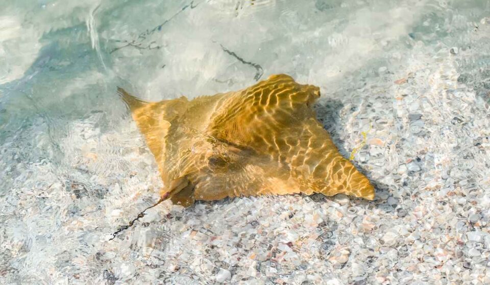 16 Epic Places To Swim With Stingrays Or Manta Rays - Forever Karen