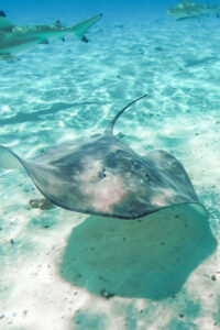 16 Epic Places To Swim With Stingrays Or Manta Rays - Forever Karen