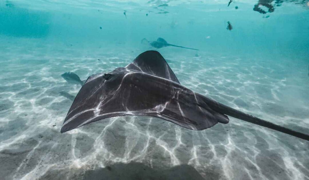 16 Epic Places To Swim With Stingrays Or Manta Rays - Forever Karen