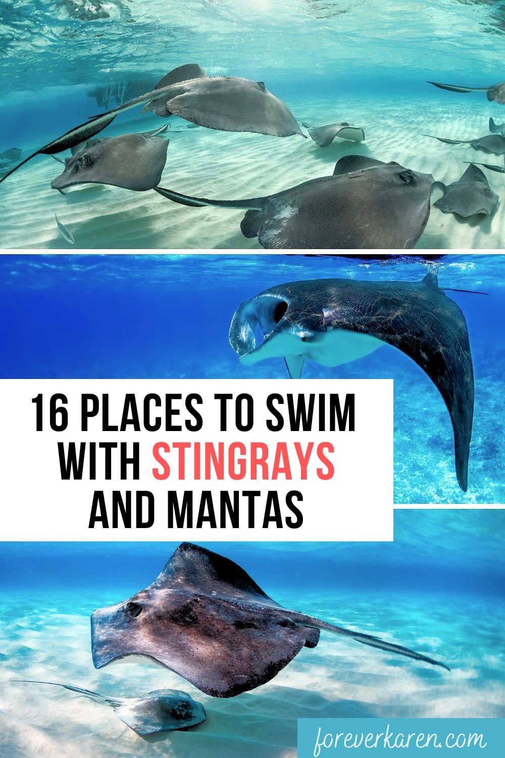 16 Epic Places To Swim With Stingrays Or Manta Rays - Forever Karen
