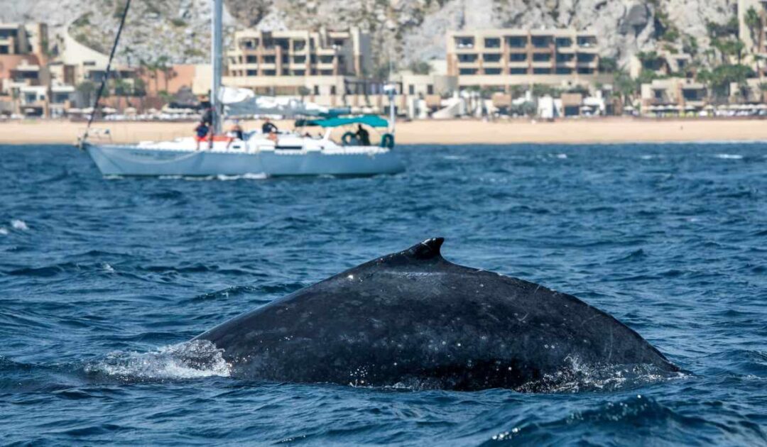Whale Watching In Cabo San Lucas, A Thrilling Adventure - Forever Karen