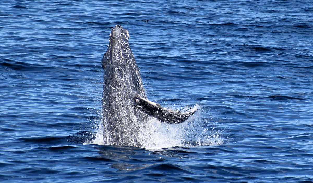 Whale Watching In Cabo San Lucas, A Thrilling Adventure - Forever Karen