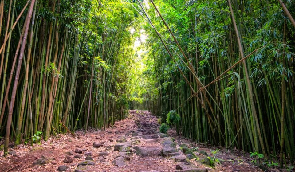 20 Fantastic Things For Couples To Do In Maui - Forever Karen